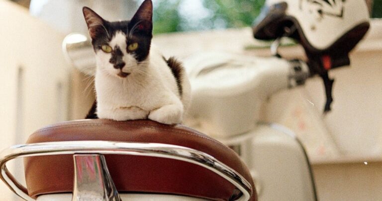 A Guide On How To Take Your Cat On A Bike Ride - Crazy Cyclists